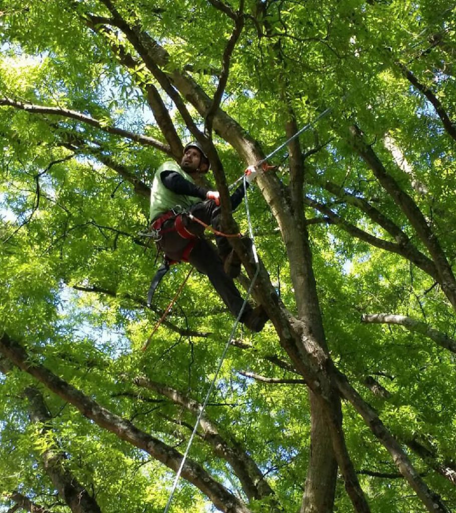 Tree Services | Tree Removal | Tree Cutting Charlotte NC - Salazar Tree ...